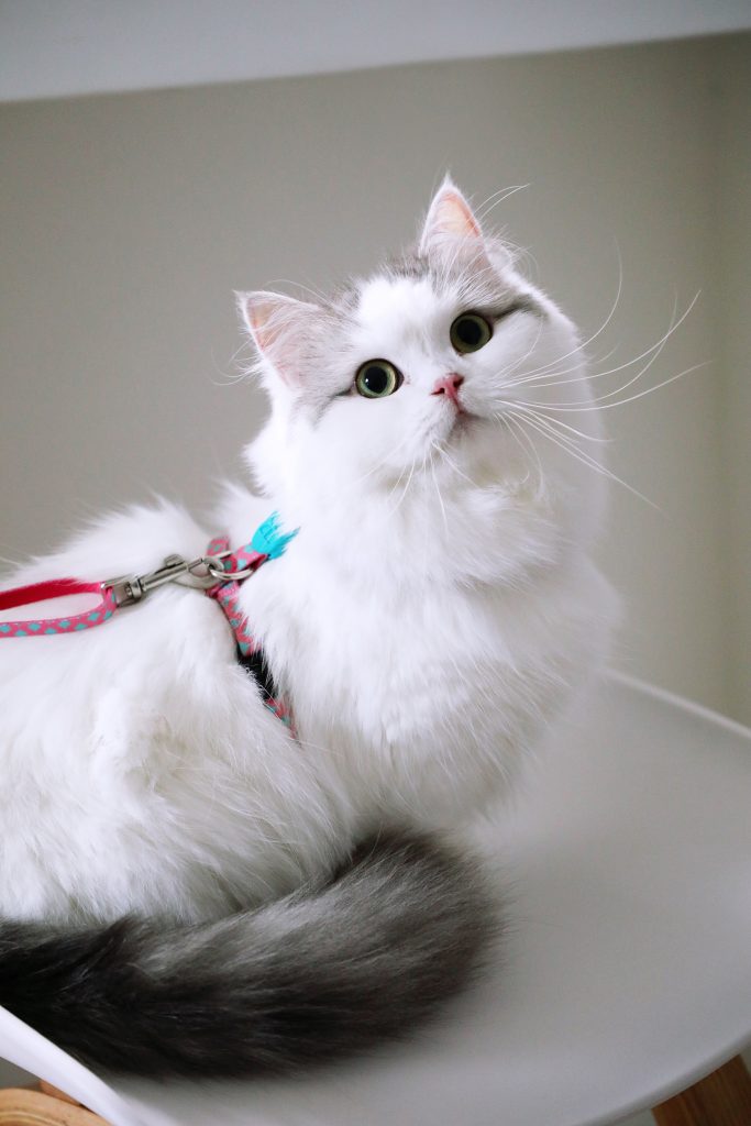 Colorful Series-Cat Chest & Back Traction_HD010009 - PETSFLOW