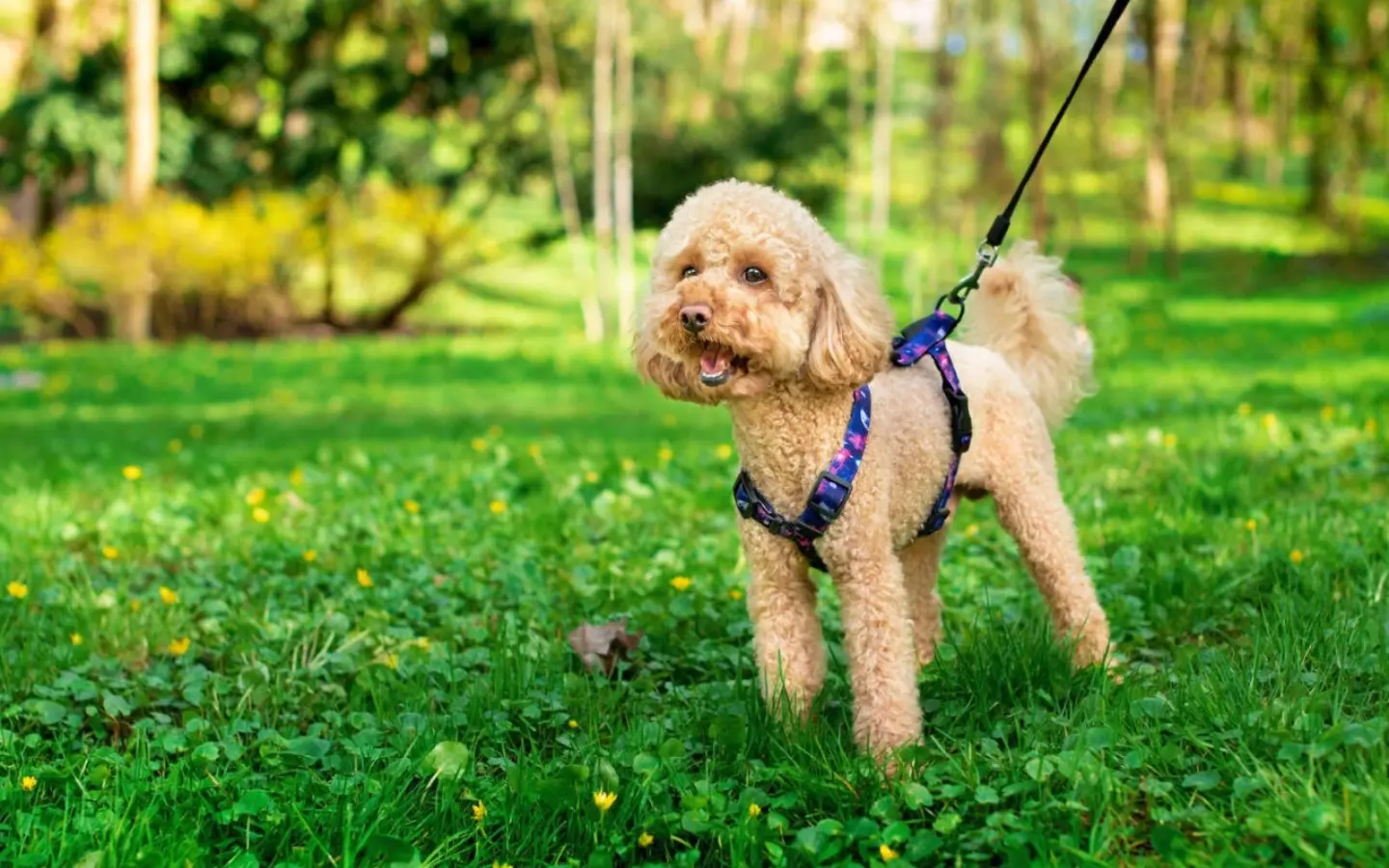 The correct steps and techniques for hand-washing a dog raincoat - PETSFLOW